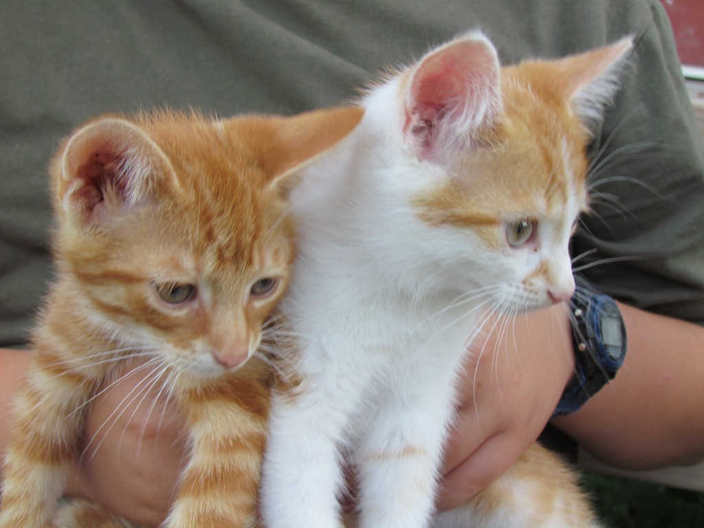 Barn Cats