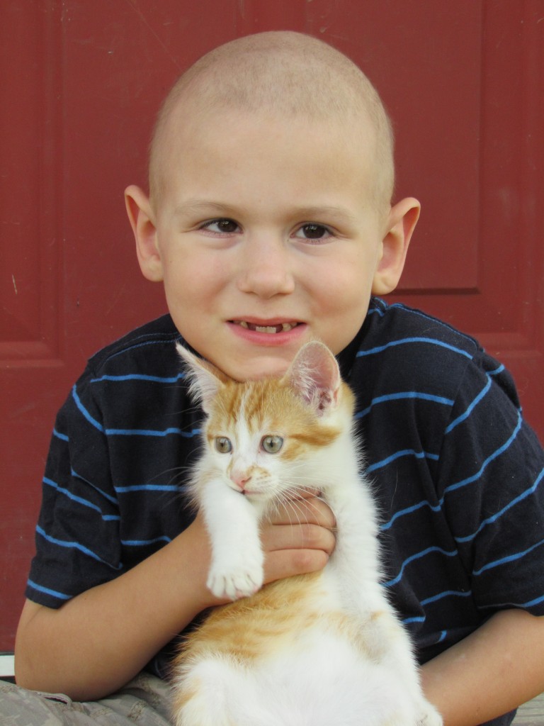 Barn Cats